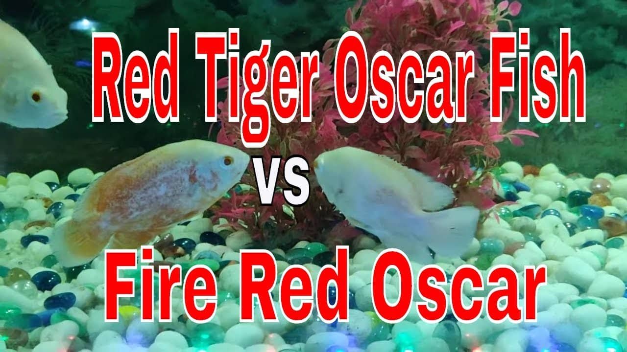 Red Tiger Oscar Fish Vs Fire Red Oscar - Fire Red Oscar - Red Tiger Fish