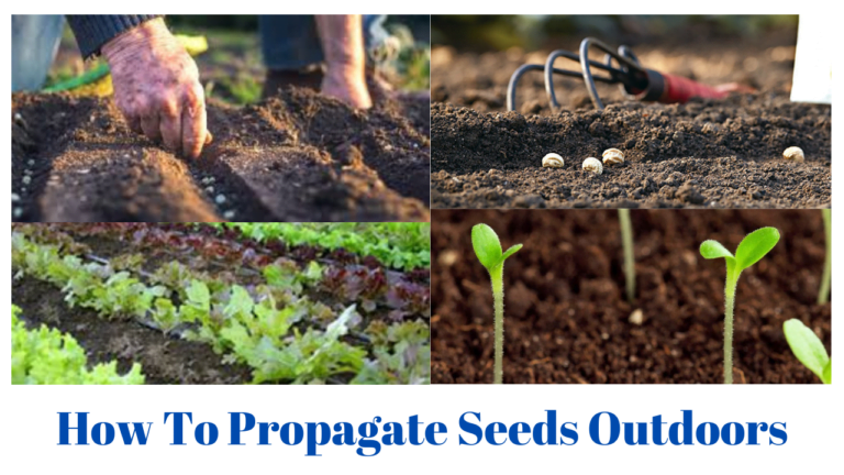 How To Propagate Seeds Outdoors